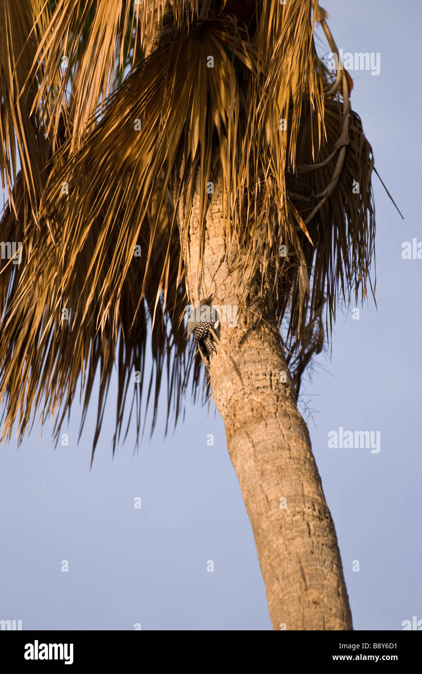 A woodpecker hunts for insects in the estuary of San Jose del Cabo ...