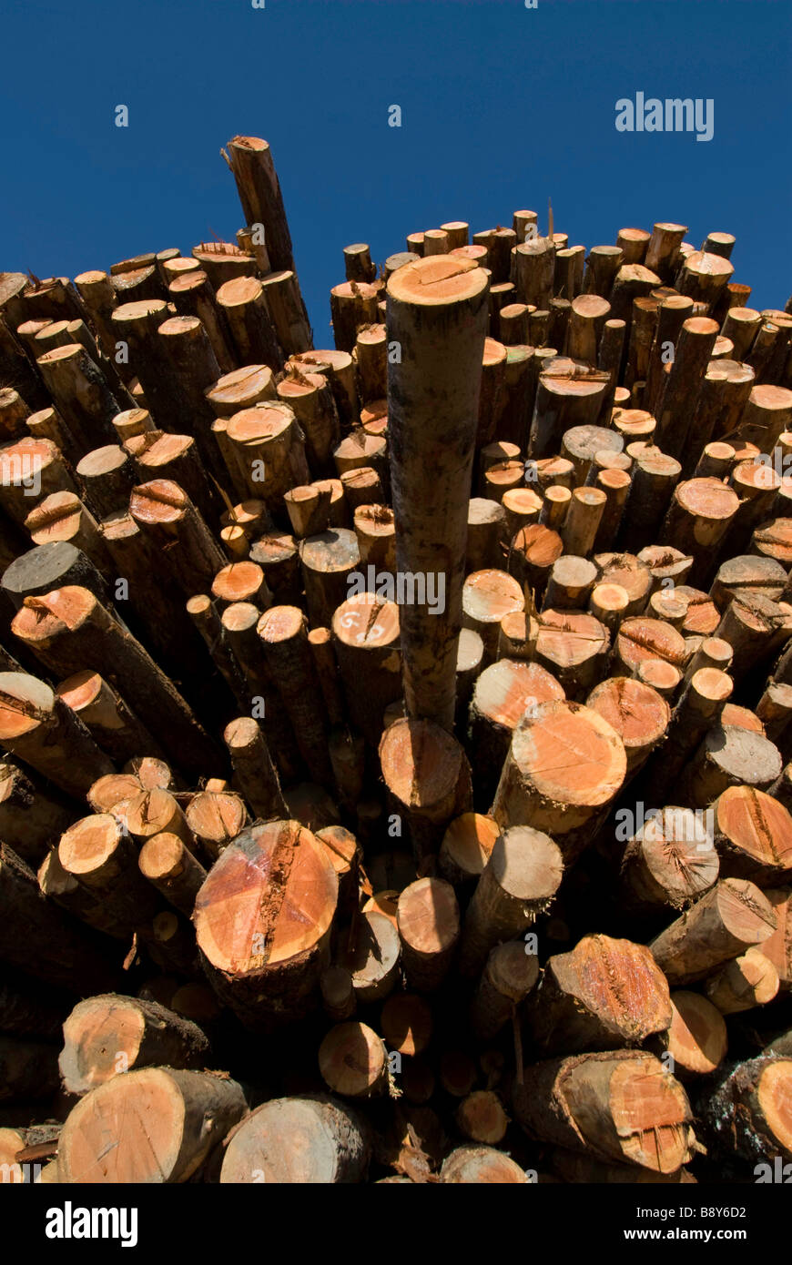 Low angle view of stack of logs, California, USA Stock Photo - Alamy