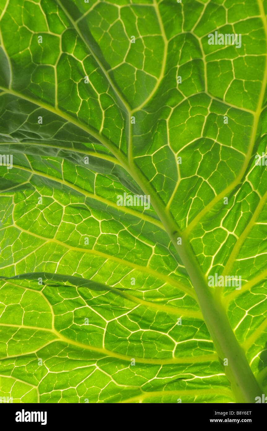 Cabbage leaf, full frame Stock Photo - Alamy