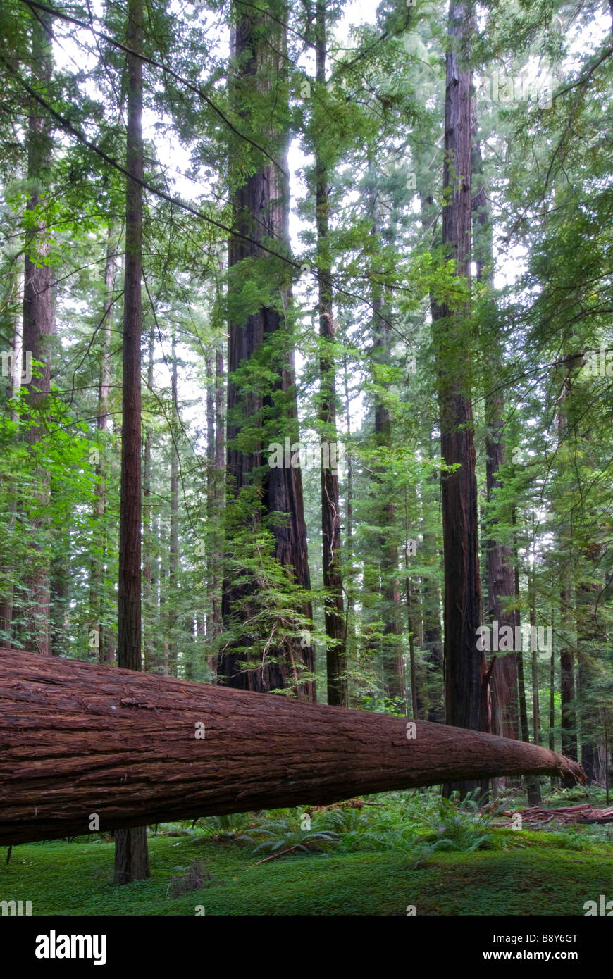 Giant sequoia (Sequoiadendron giganteum) trees in a park, Redwood ...
