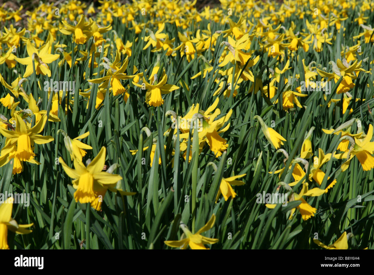 Daffodils in green field hi-res stock photography and images - Alamy
