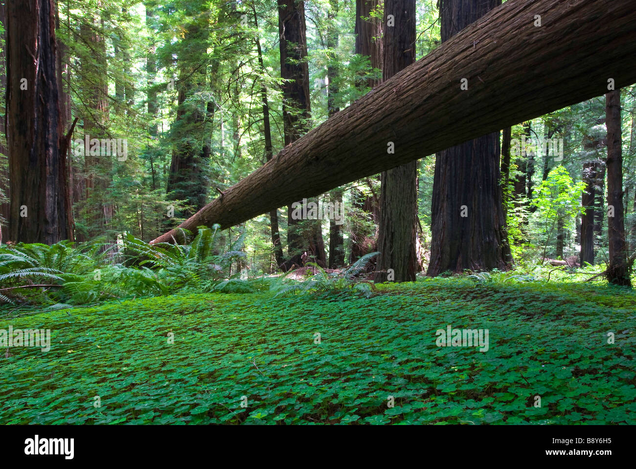 Giant sequoia (Sequoiadendron giganteum) trees in a park, Redwood ...