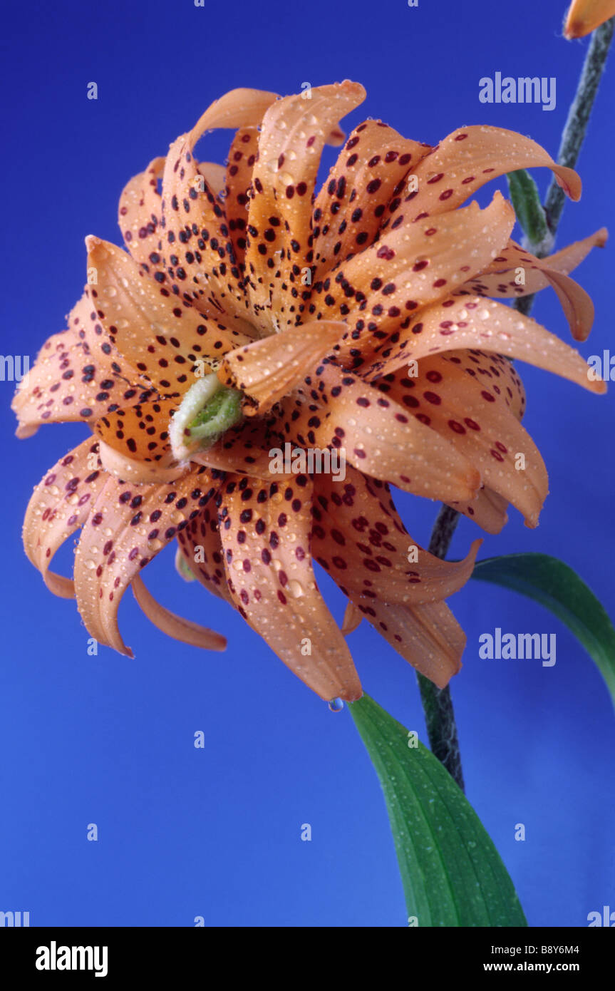 Lilium lancifolium 'Flore Pleno' (Double tiger lily) Div IX All species ...