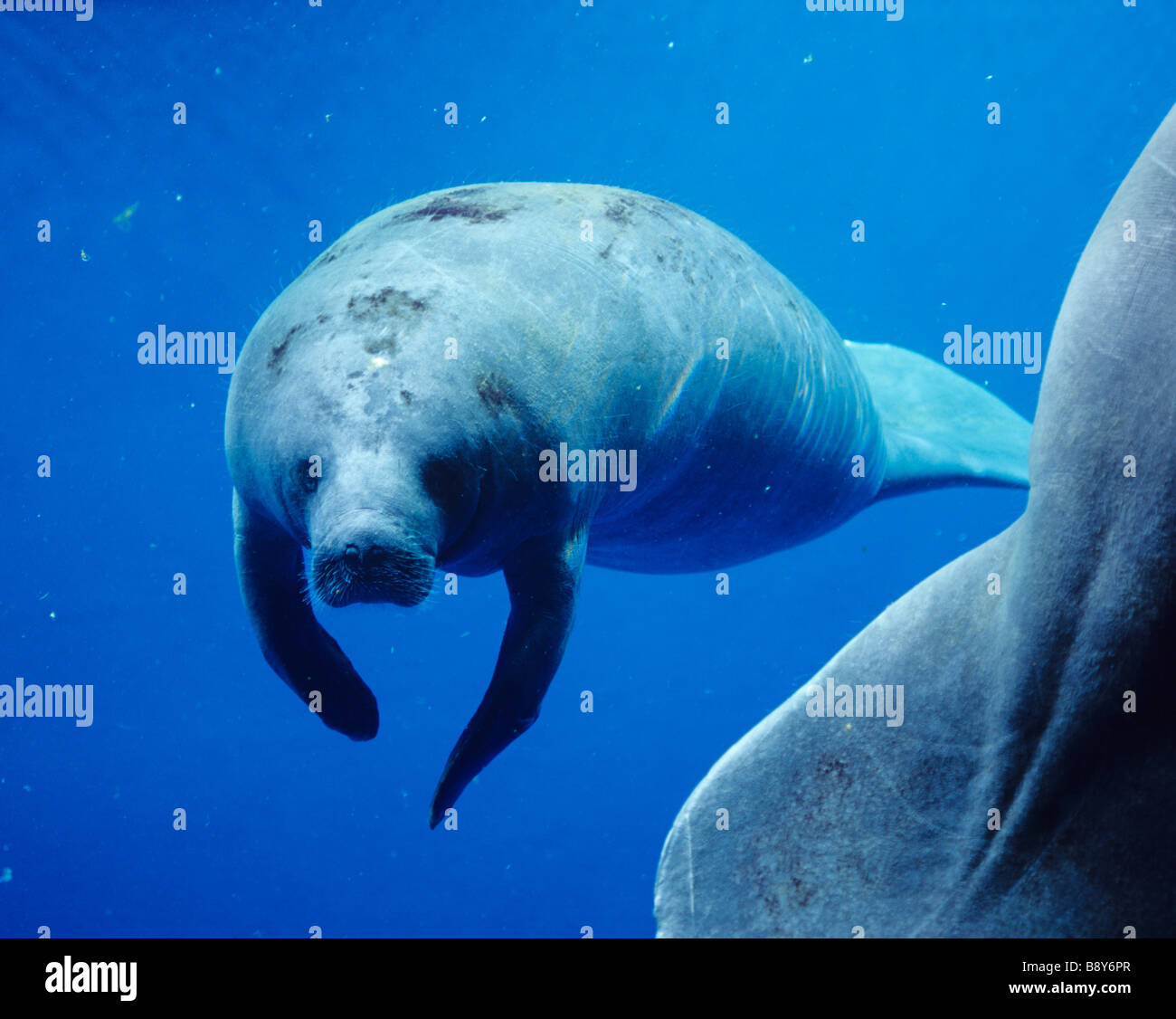 African manatee hi-res stock photography and images - Alamy