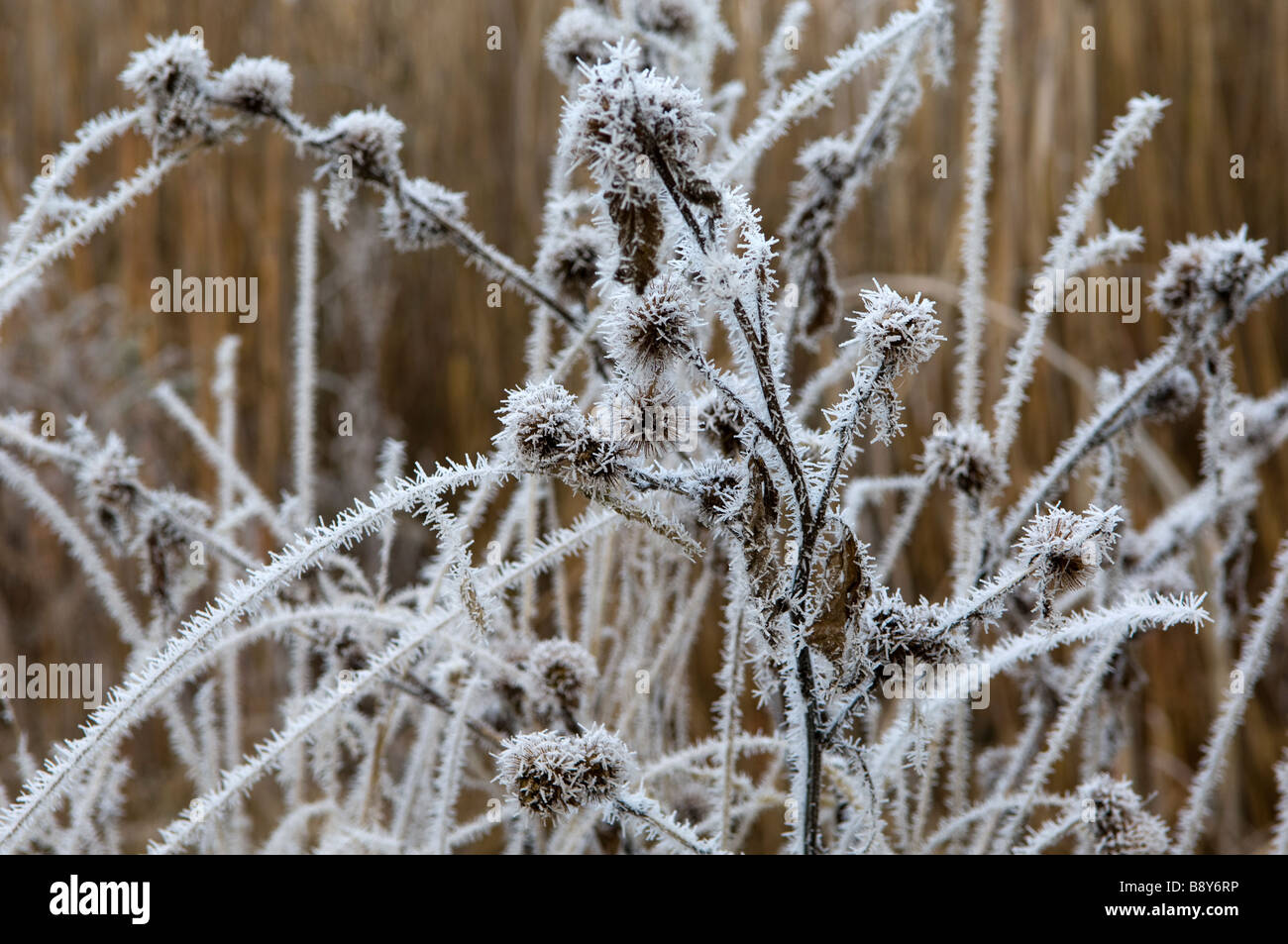 Frost damage on plants hi-res stock photography and images - Alamy