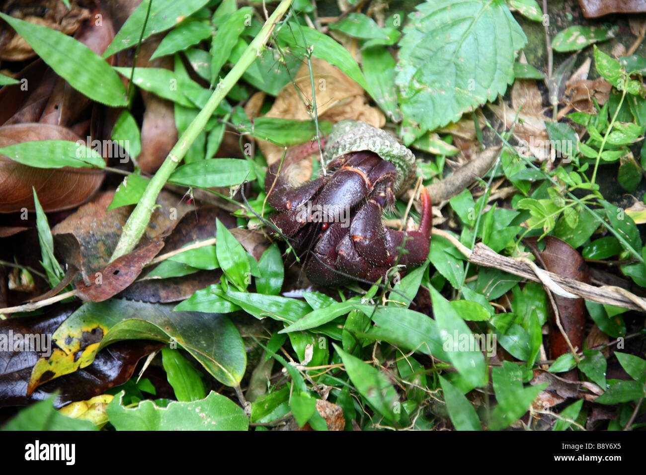 A land crab near the Quill, a volcano, on the Caribbean isle Saint ...