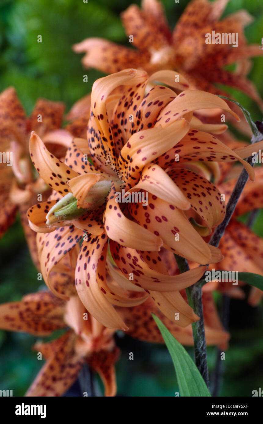 Lilium lancifolium 'Flore Pleno' (Double tiger lily) Div IX All species ...
