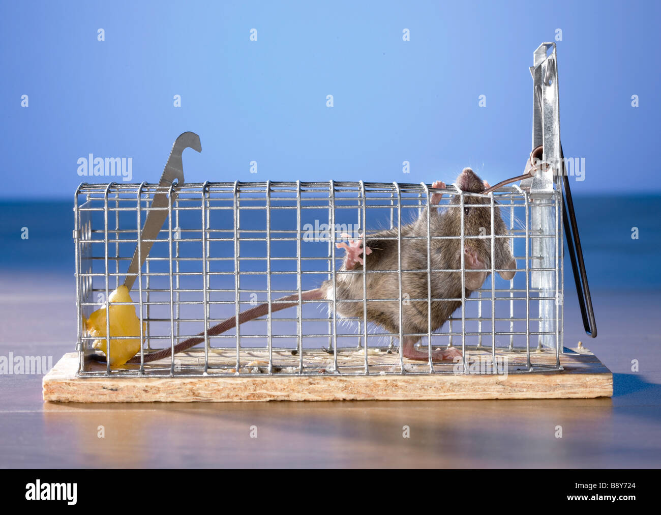 Ambush trap hi-res stock photography and images - Alamy