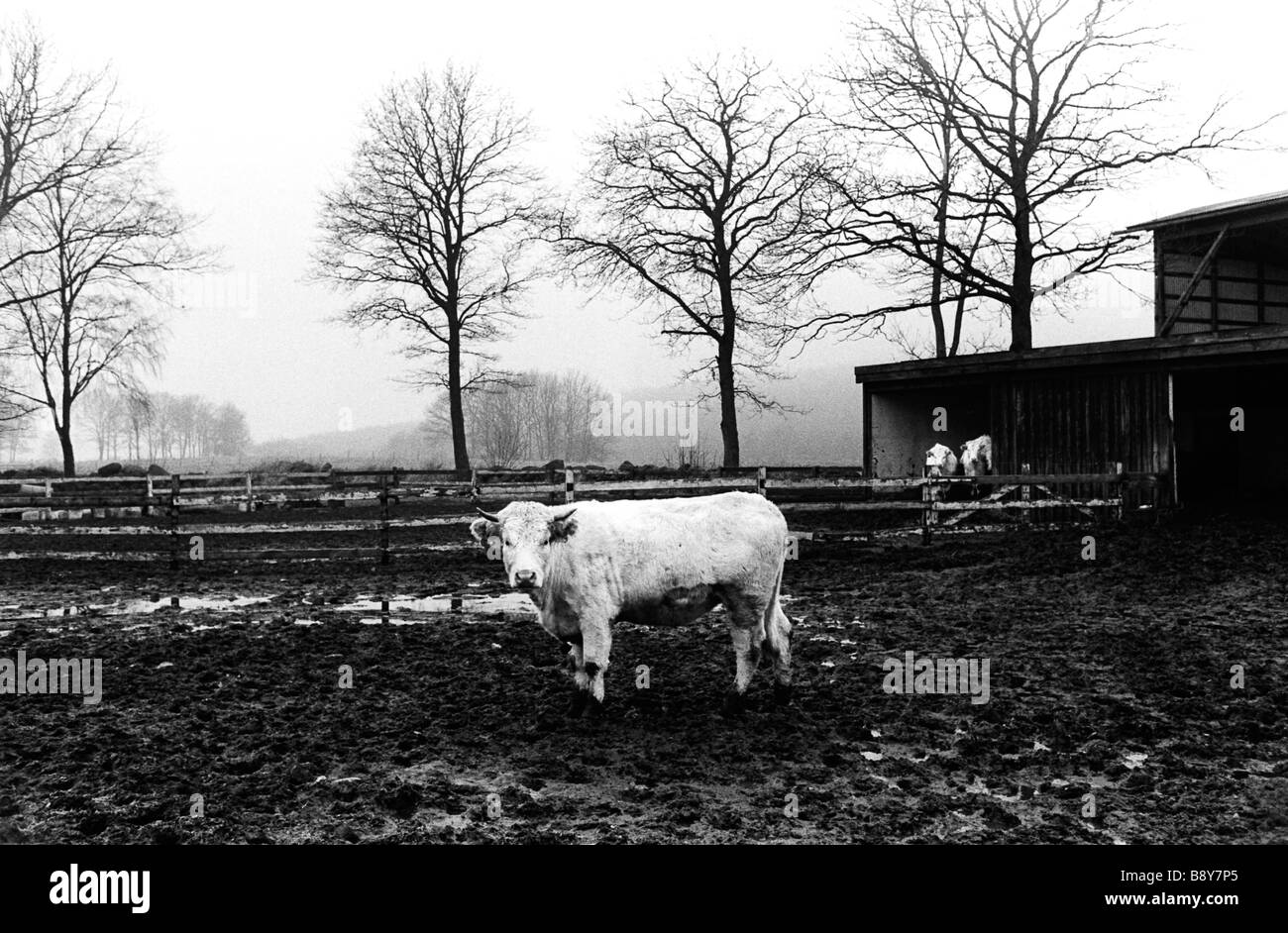 White cow outside a barn Stock Photo - Alamy