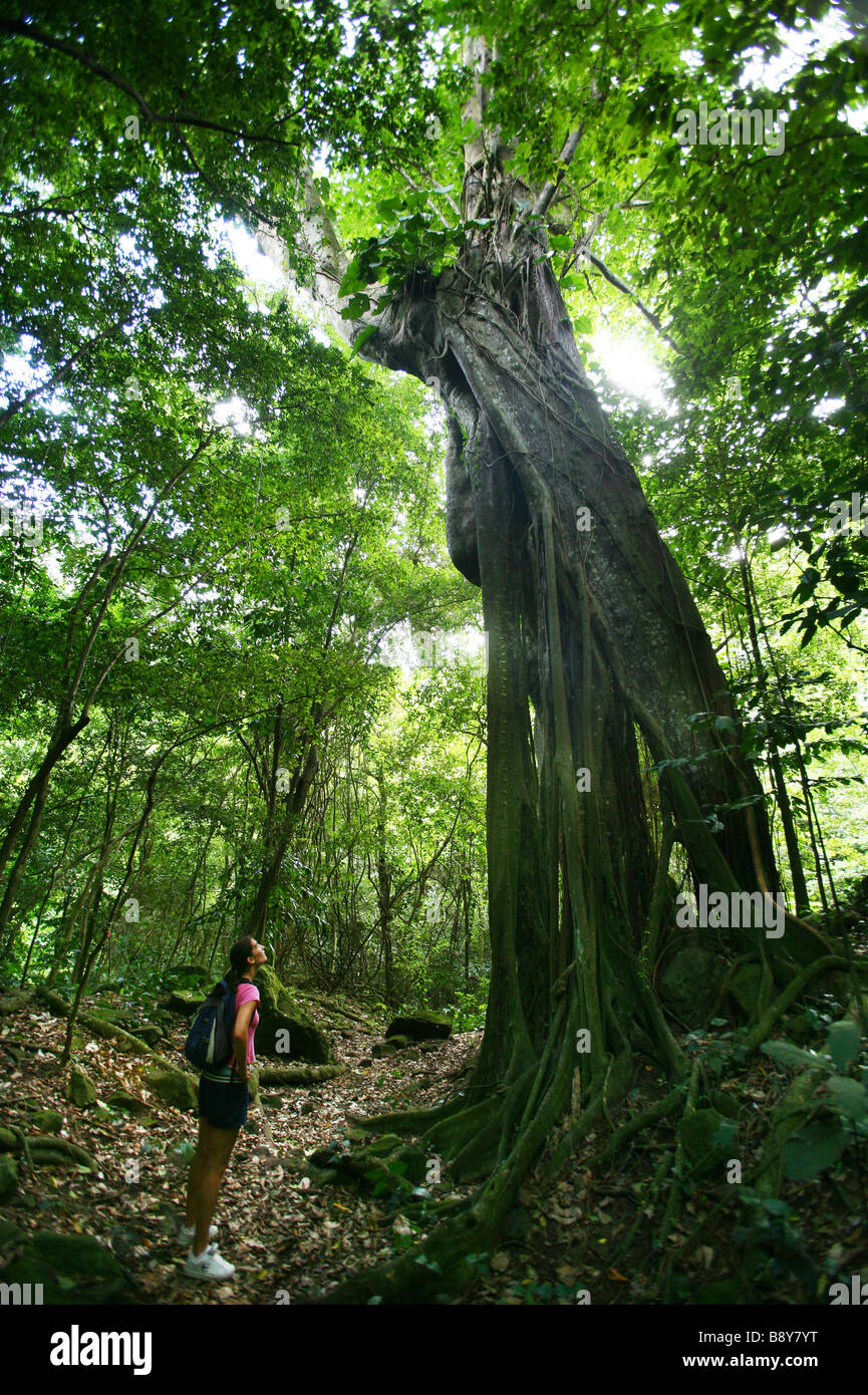 Woman looking up a tree near the Quill, a volcano, on the Caribbean ...