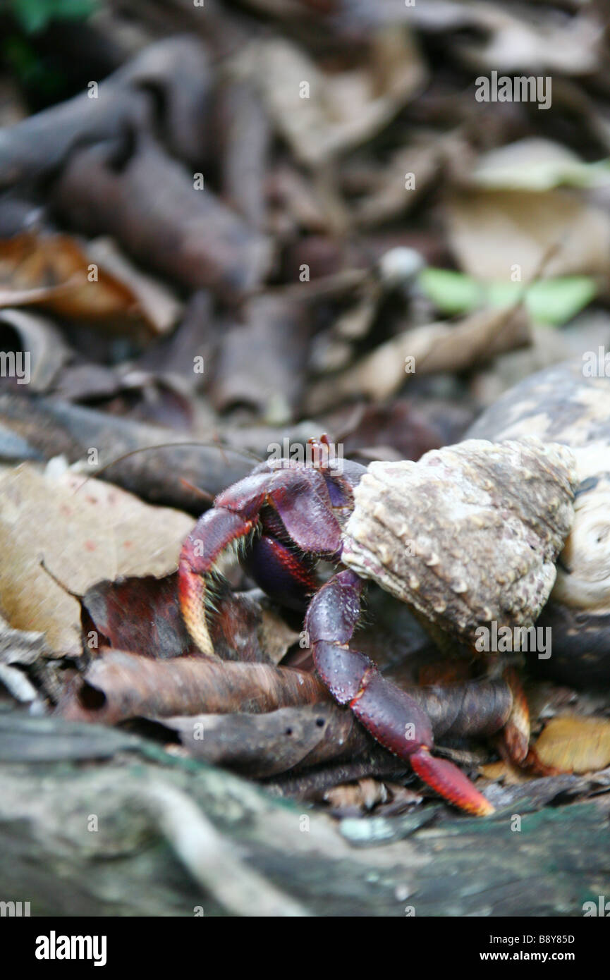 A land crab near the Quill, a volcano, on the Caribbean isle Saint ...