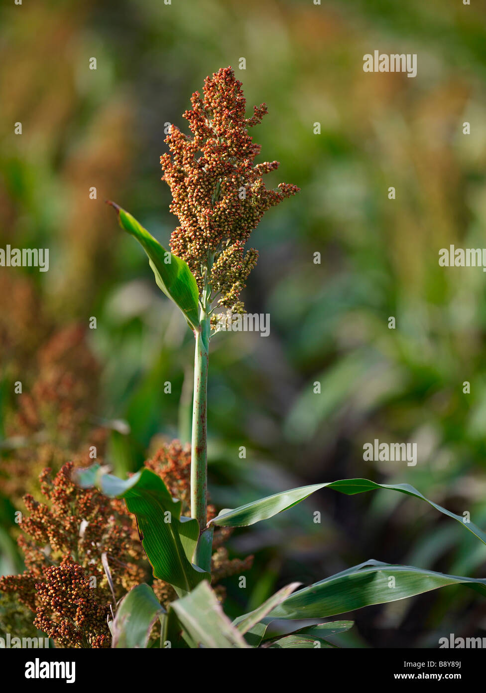 Sorghum crop ready for harvest Stock Photo - Alamy