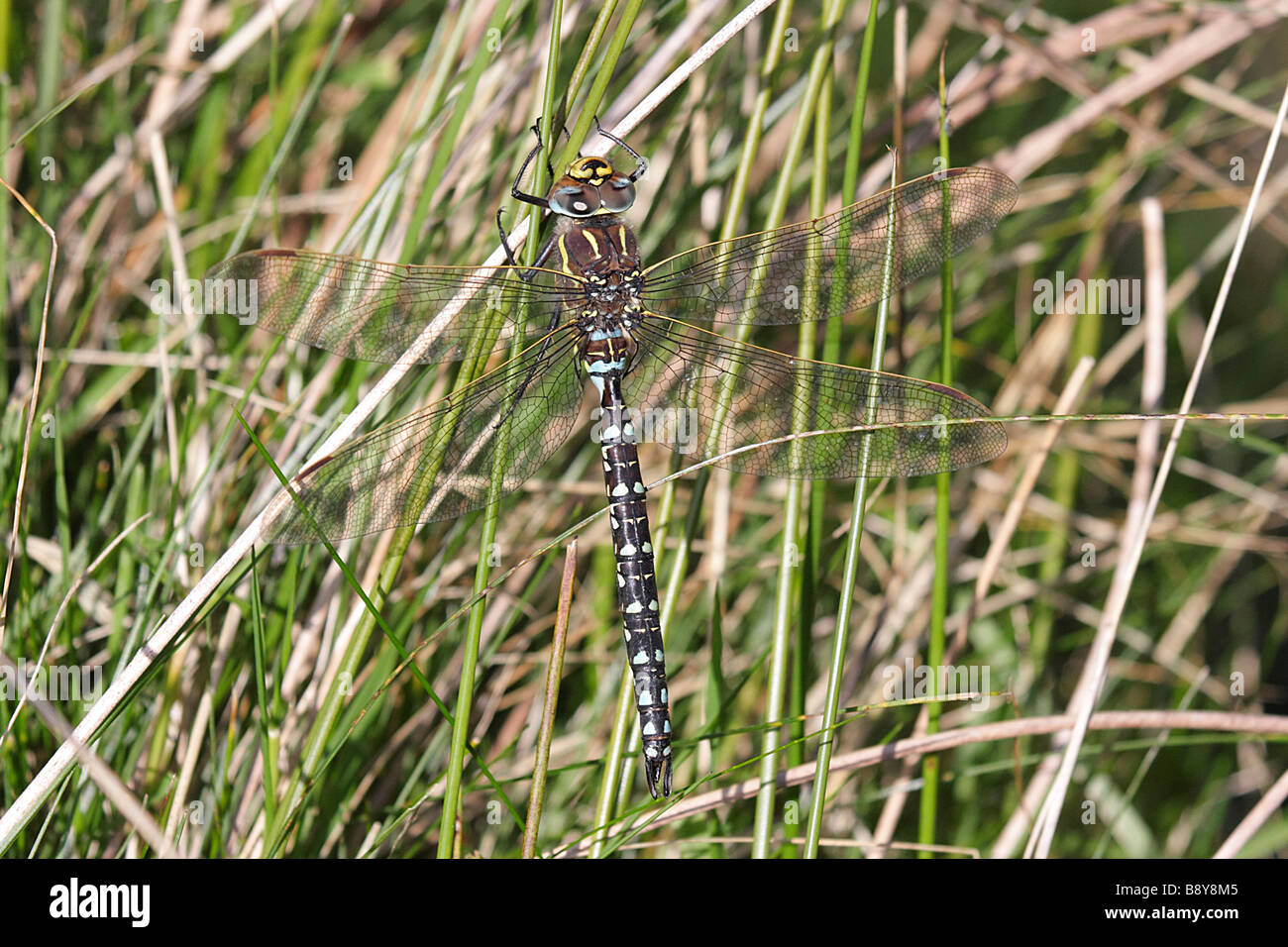 Common Hawker Dragonfly Stock Photo - Alamy