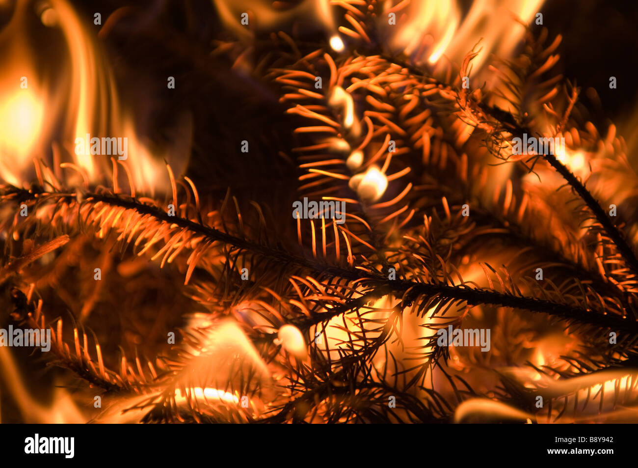 tree branches on fire Stock Photo - Alamy