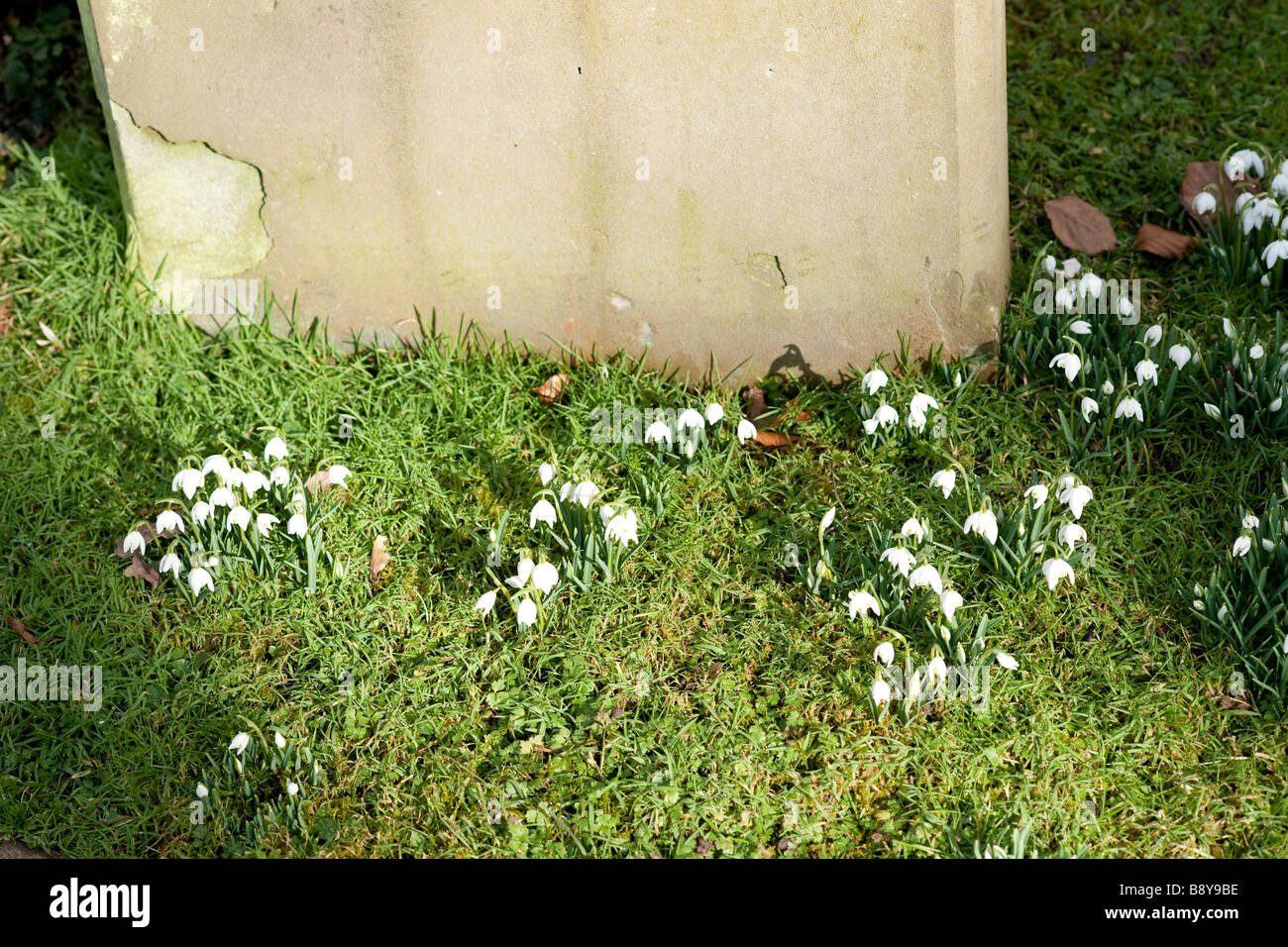 Graveyard gravestone snowdrops hi-res stock photography and images - Alamy