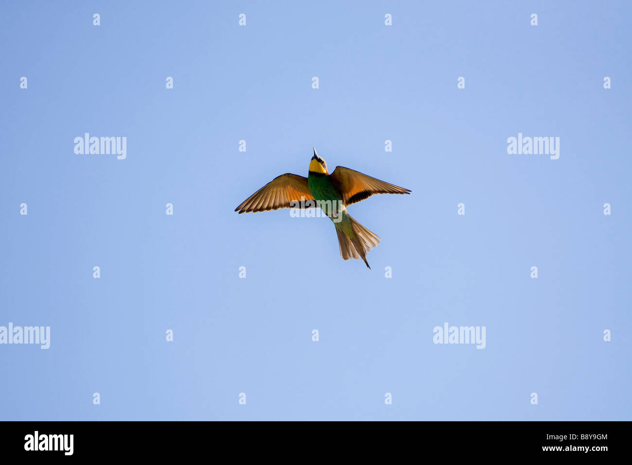 Bee-eater in flight wings spread in clear blue sky Stock Photo - Alamy