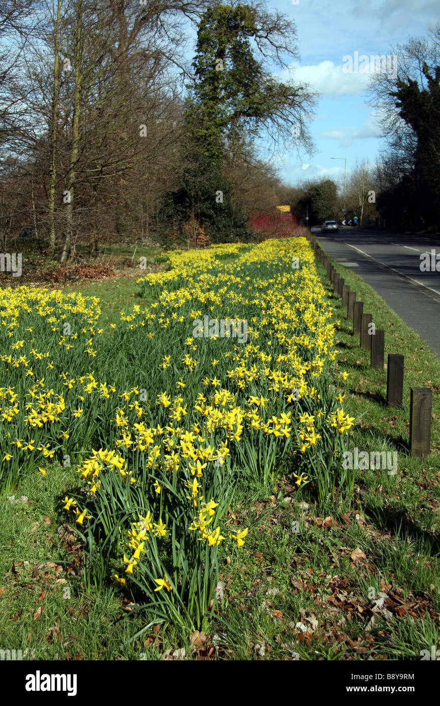 Sea of Daffodils by a roadside Stock Photo - Alamy