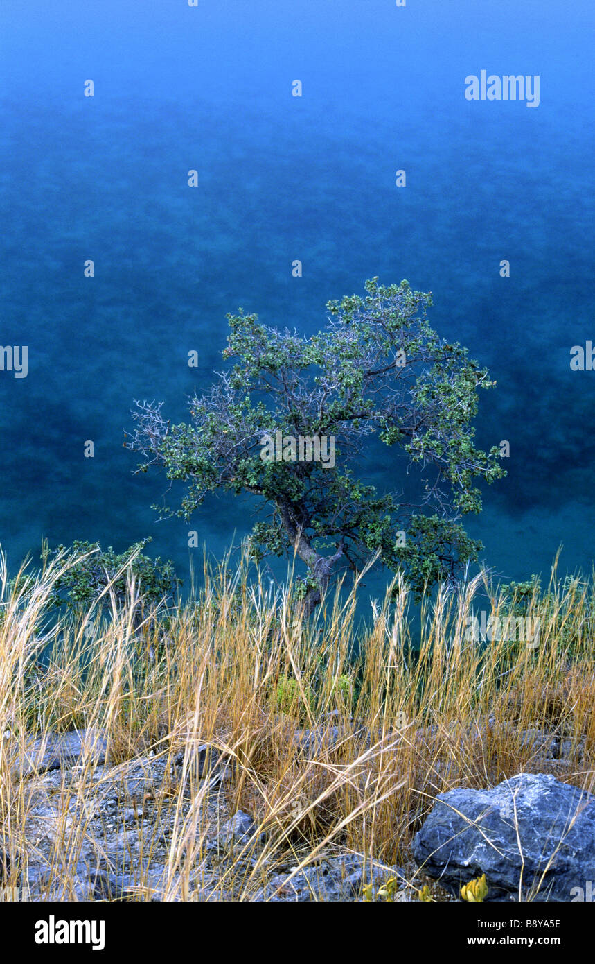 Olive tree in oludeniz, turkey Stock Photo - Alamy