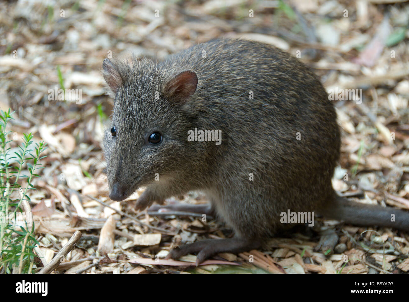 Southern Brown Bandicoot (Isoodon obesulus) at Cleland Wildlife Park ...
