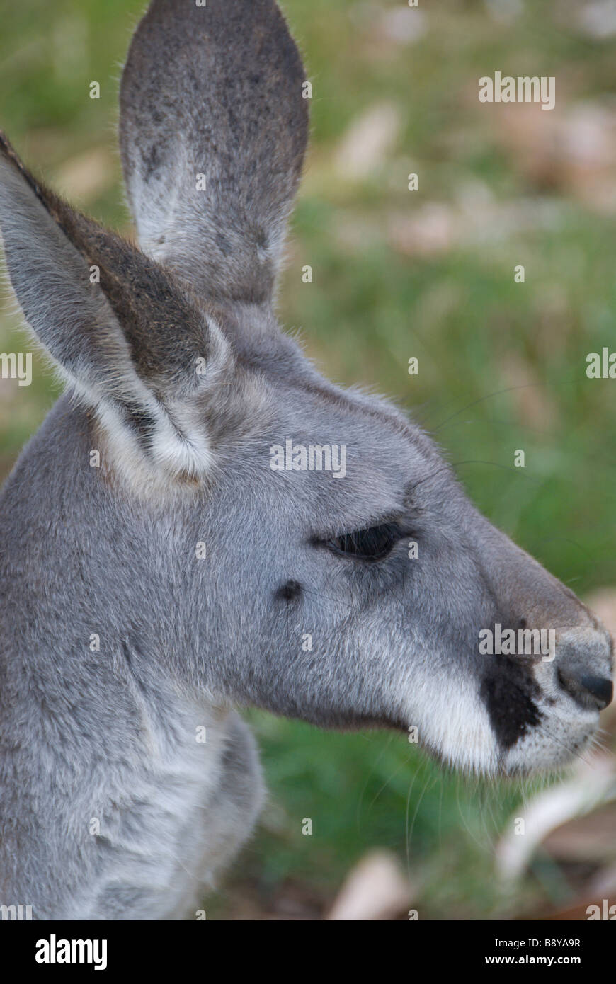 Kangaroo Face Side View
