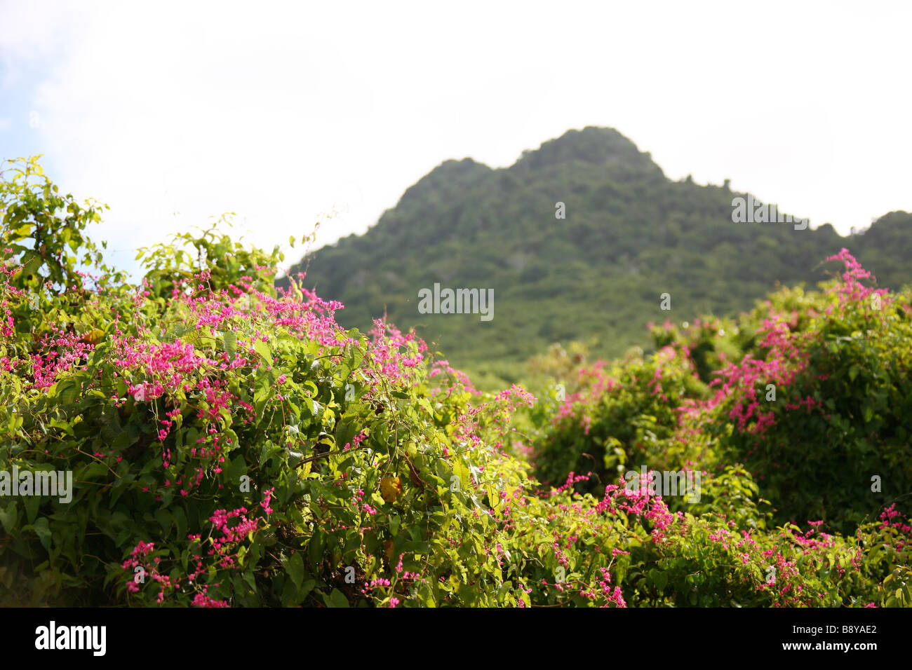 View on the Quill, a volcano, on the Caribbean isle Saint Eustace in ...