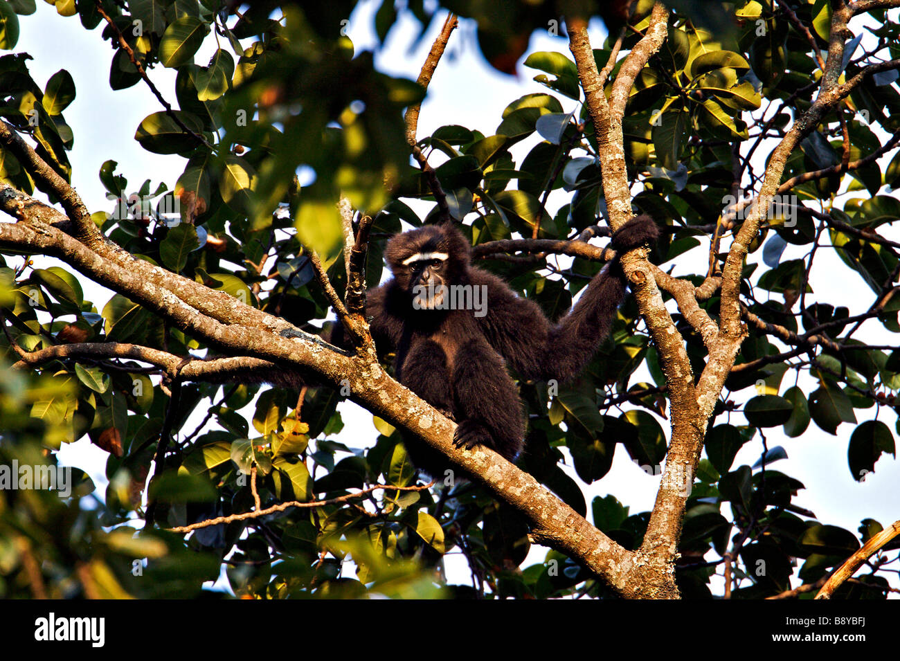 Hoolock gibbon hi-res stock photography and images - Alamy