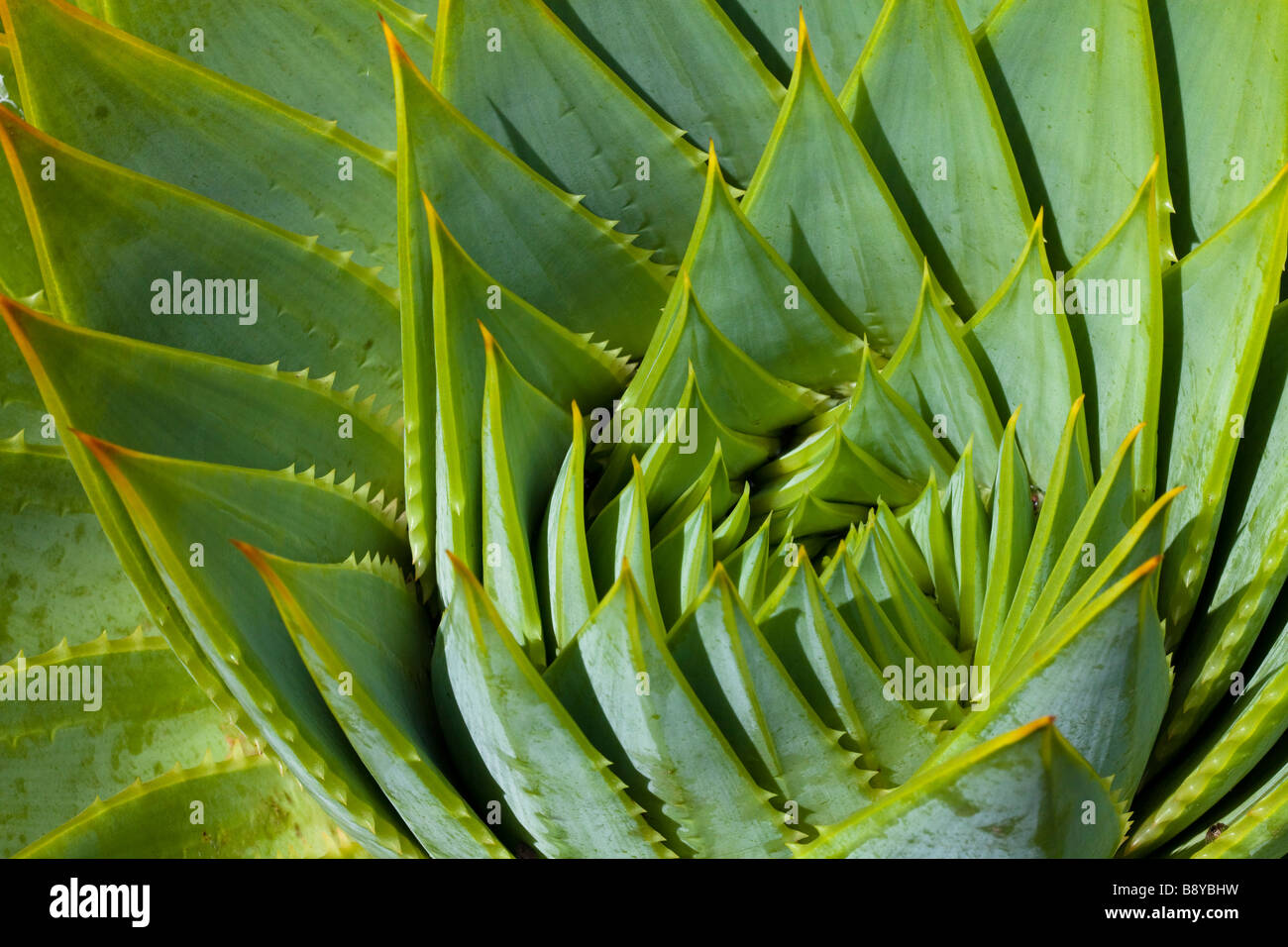 Cactus spiral hi-res stock photography and images - Alamy