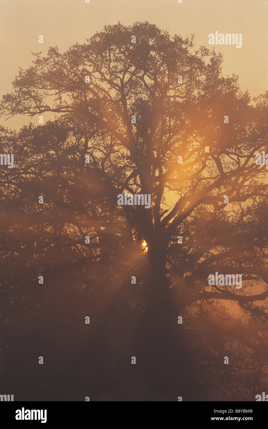 The sun rising through mists behind an oak tree at Papercourt Lock ...