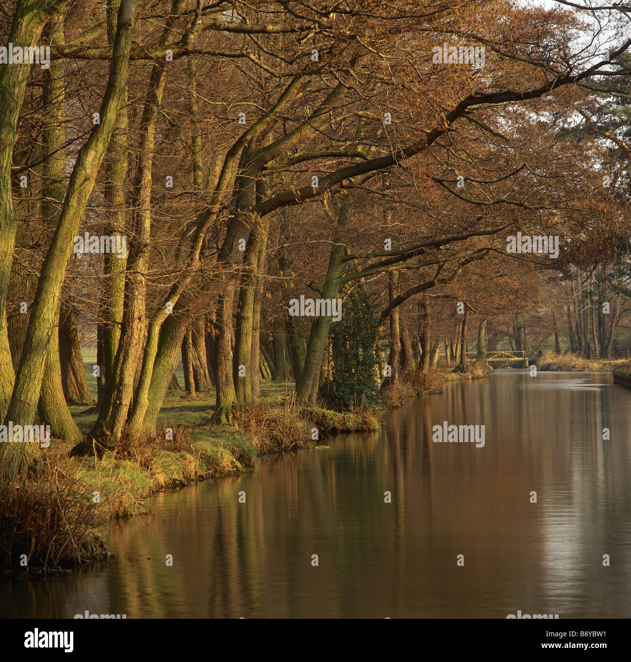 View of the River Wey by Sutton Place, Guildford. Alders (Alnus ...