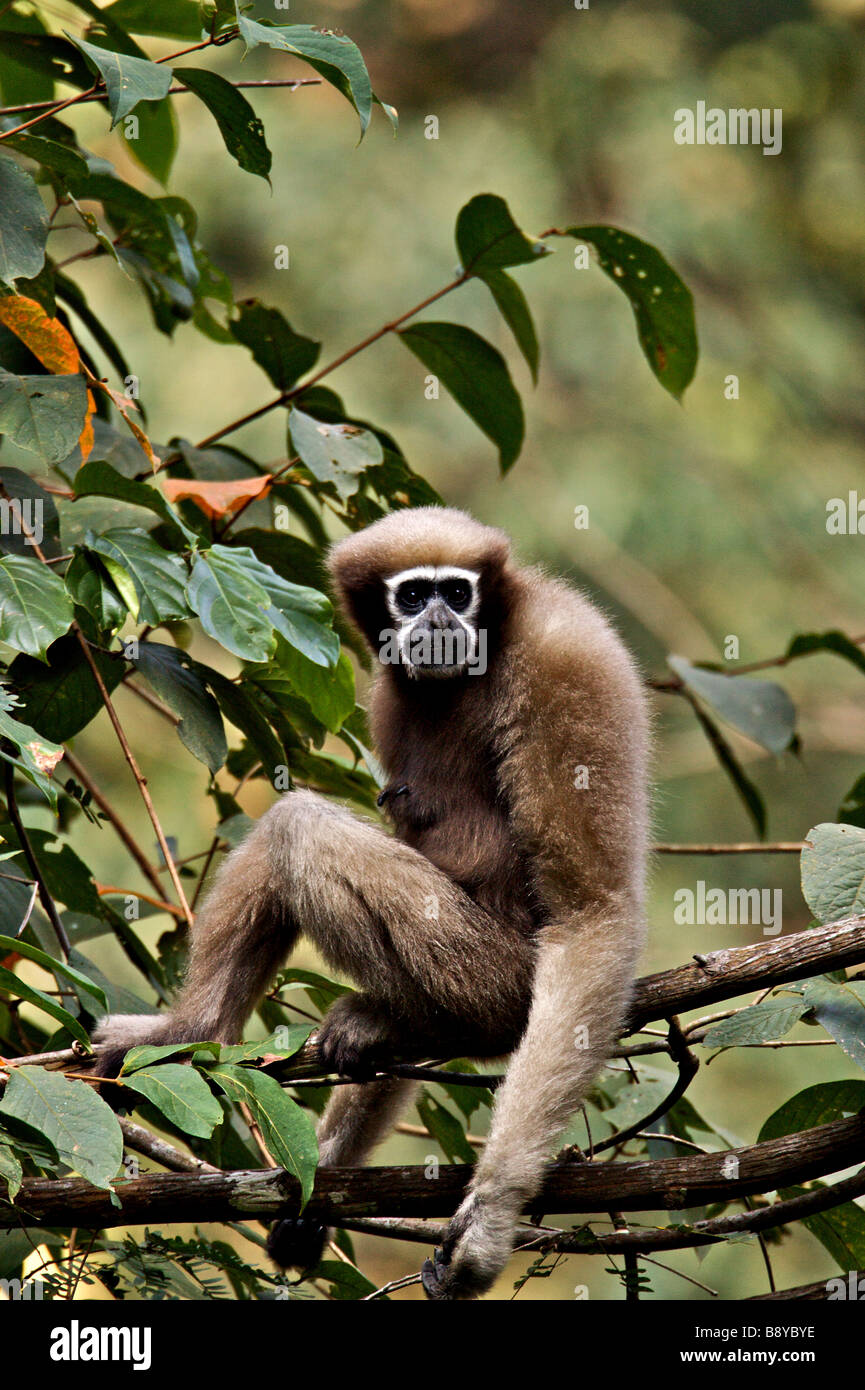 Hoolock Gibbon Bunopithecus hoolock female on the tree canopy in ...
