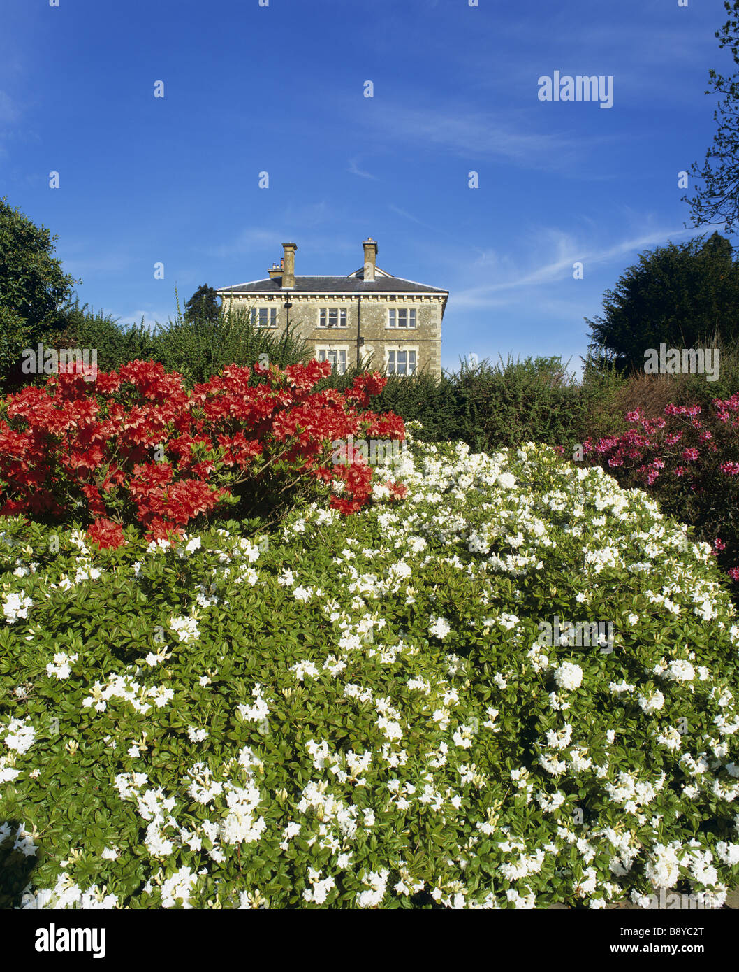 Gorgeous red and white flowering azaleas with house beyound on fine day ...