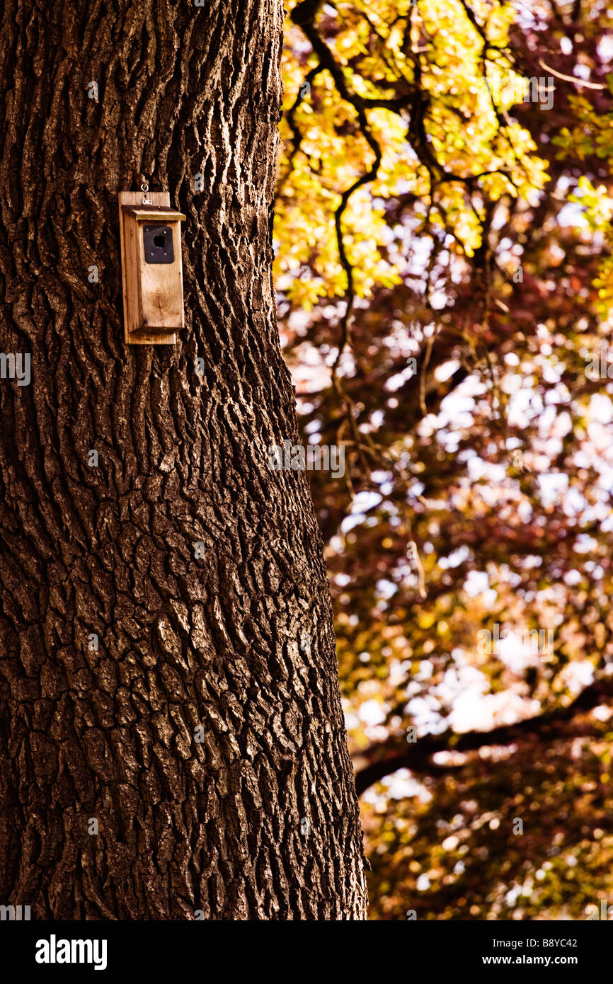 An oak tree Sweden Stock Photo - Alamy