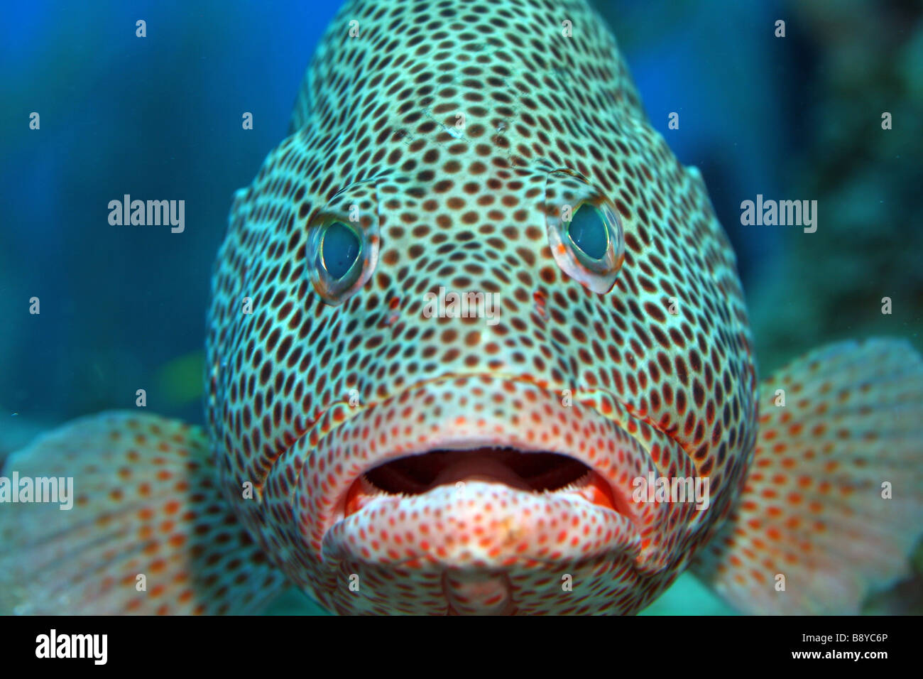 Grouper fish teeth hi-res stock photography and images - Alamy
