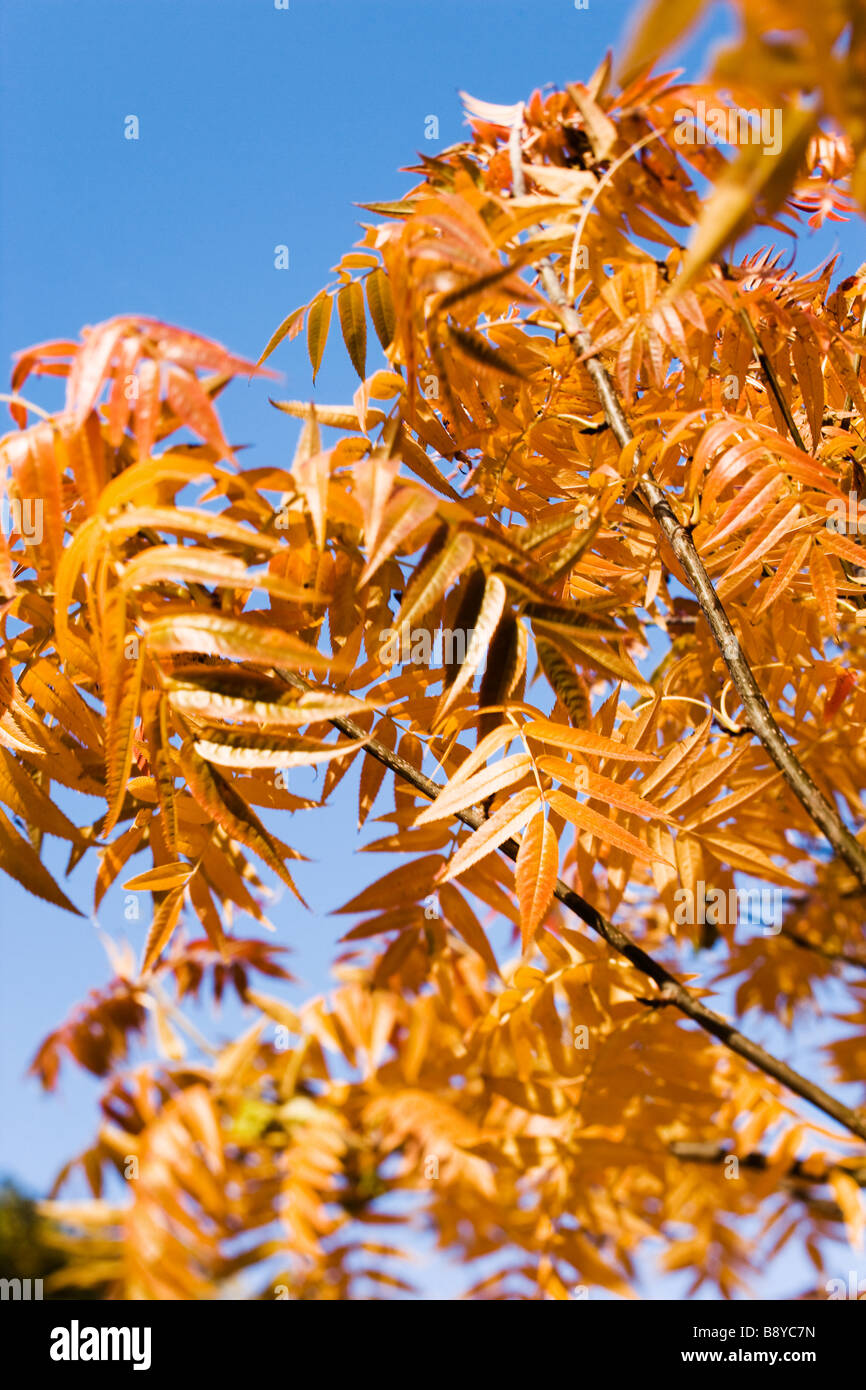 Swedish ferns hi-res stock photography and images - Alamy