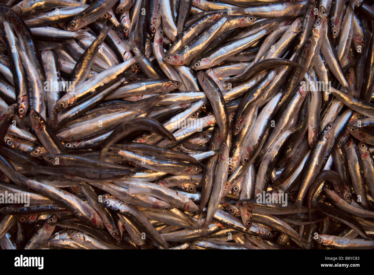 small fish, market, venice, italy Stock Photo - Alamy