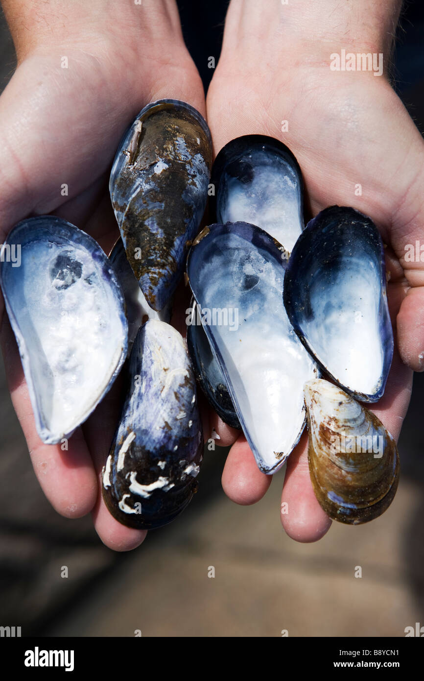 A boy holding sea mussels Sweden Stock Photo - Alamy
