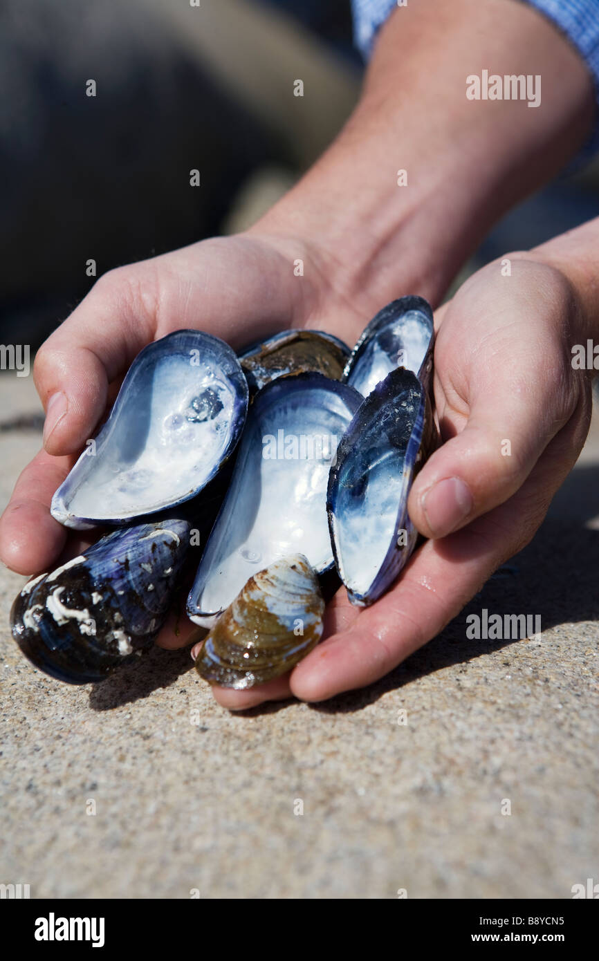 A boy holding sea mussels Sweden Stock Photo - Alamy