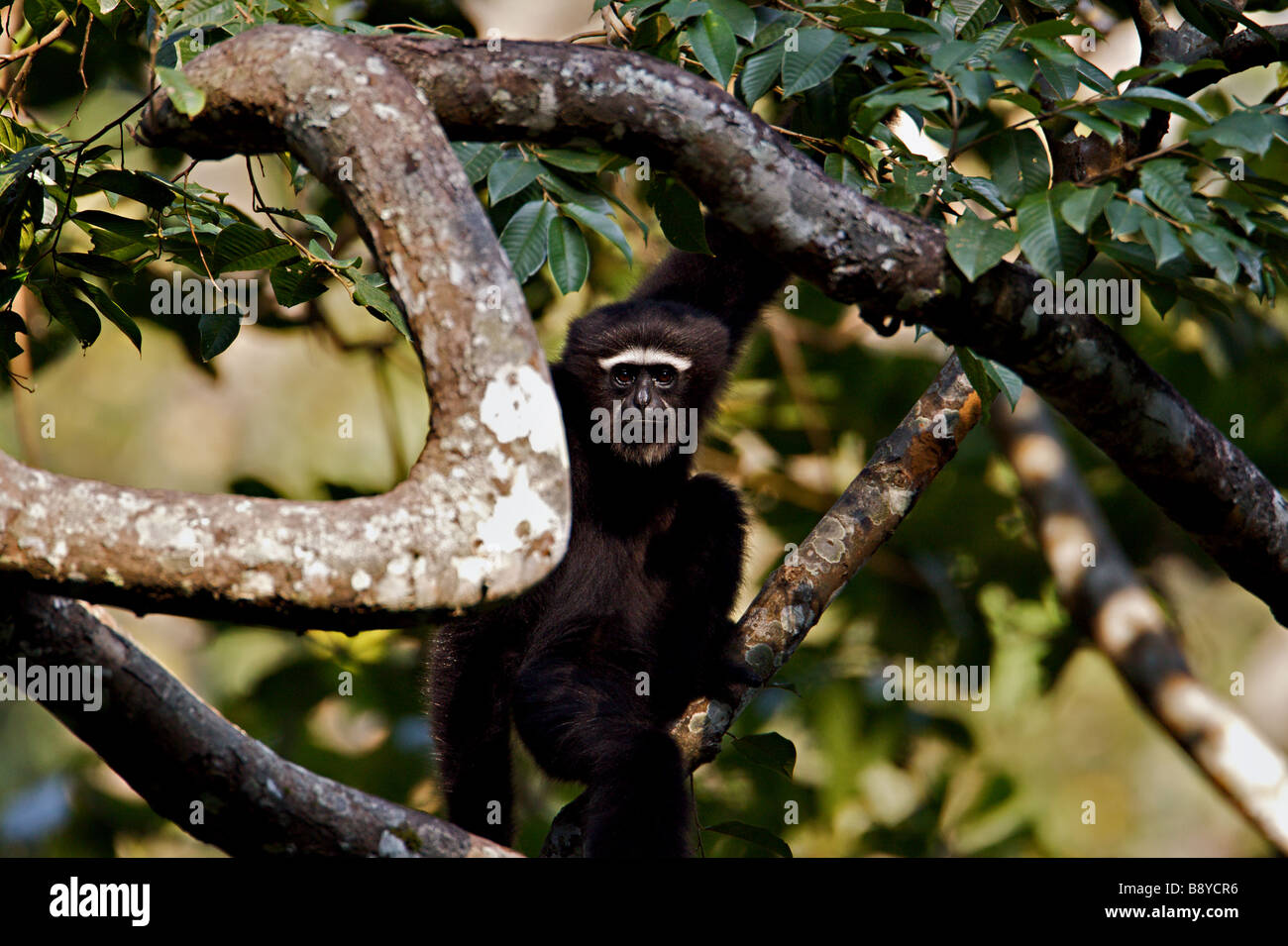 Hoolock Gibbon Bunopithecus hoolock male on the tree canopy in ...