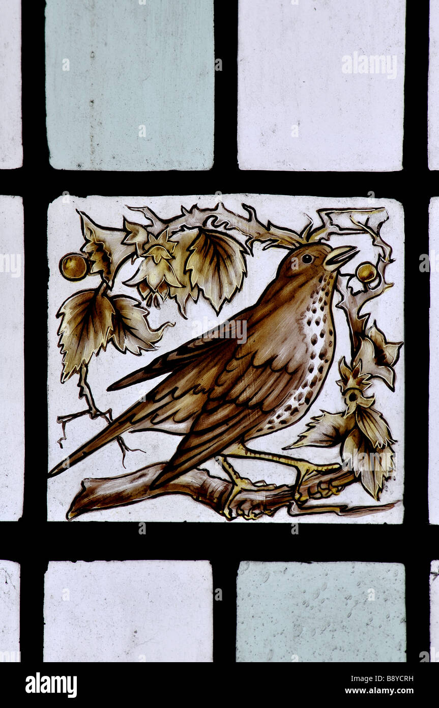 Stained glass image of thrush, St. Bartholomew` s Church, Areley Kings ...