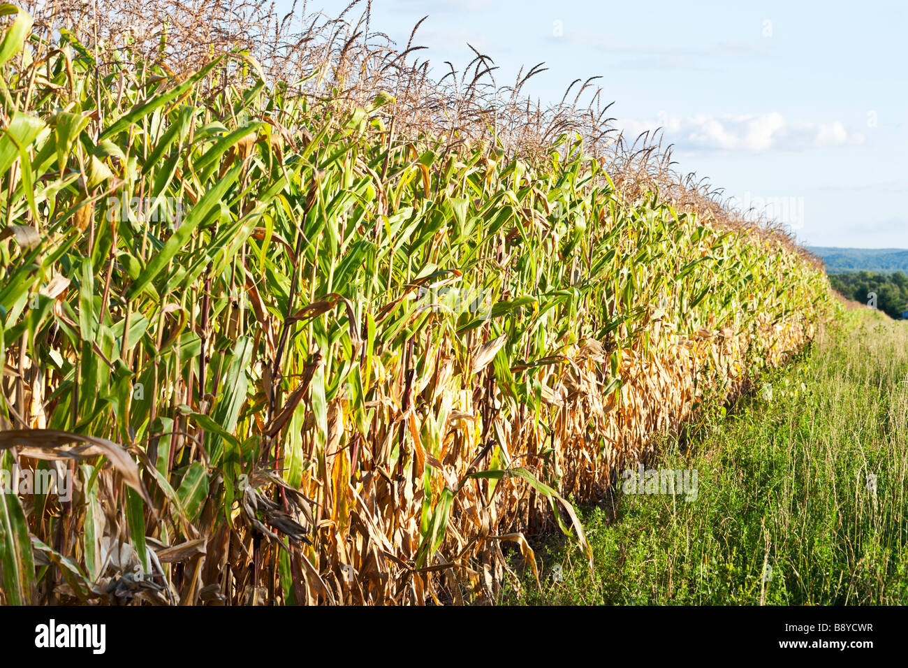 Corn field ready to be harvested Stock Photo - Alamy