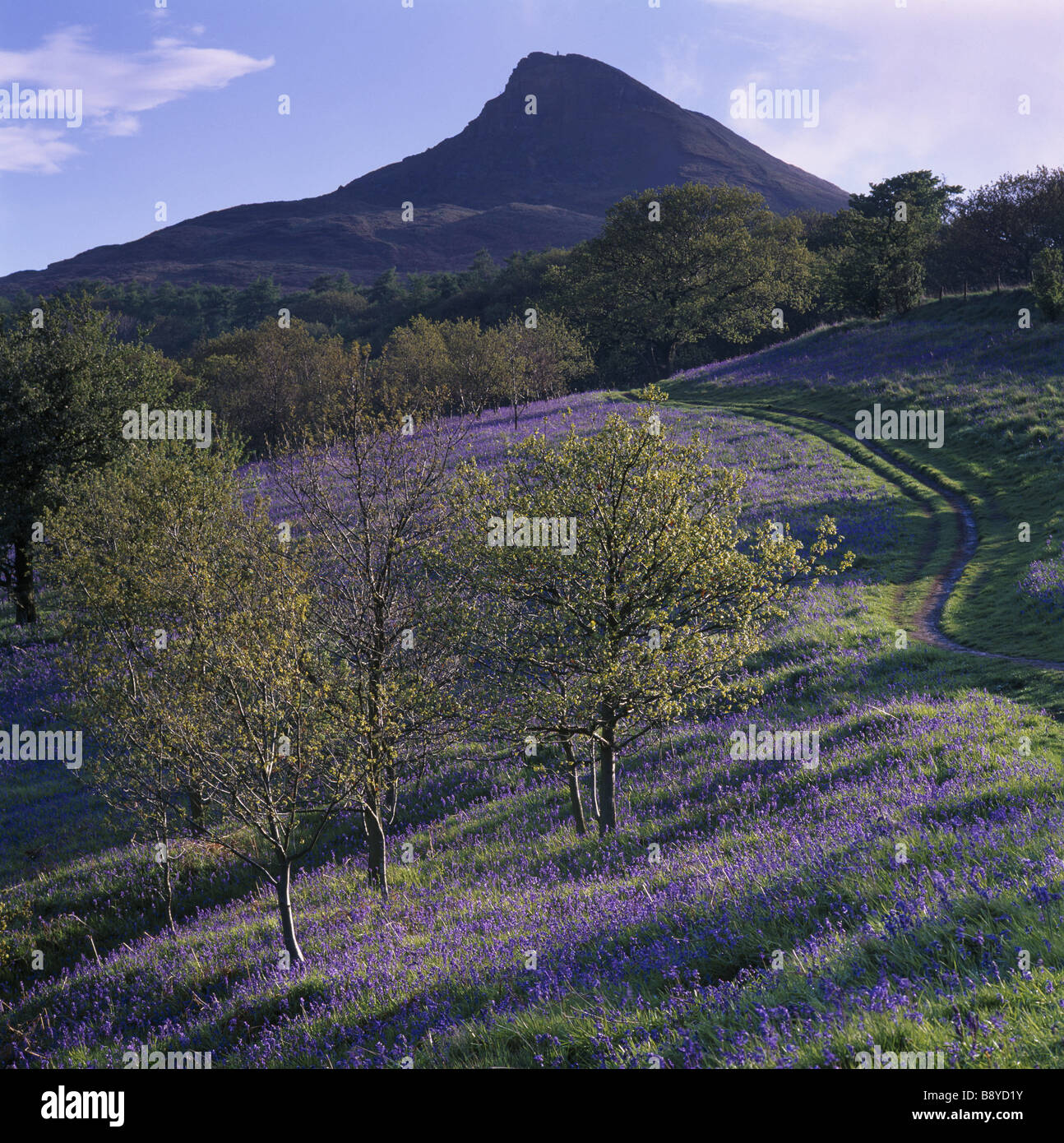 Roseberry topping bluebells hi-res stock photography and images - Alamy