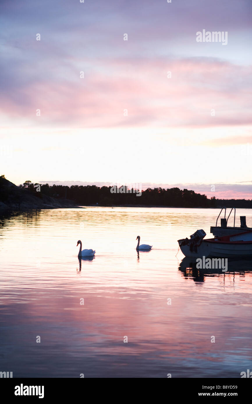 Two swans swimming in the sunset Sweden Stock Photo - Alamy