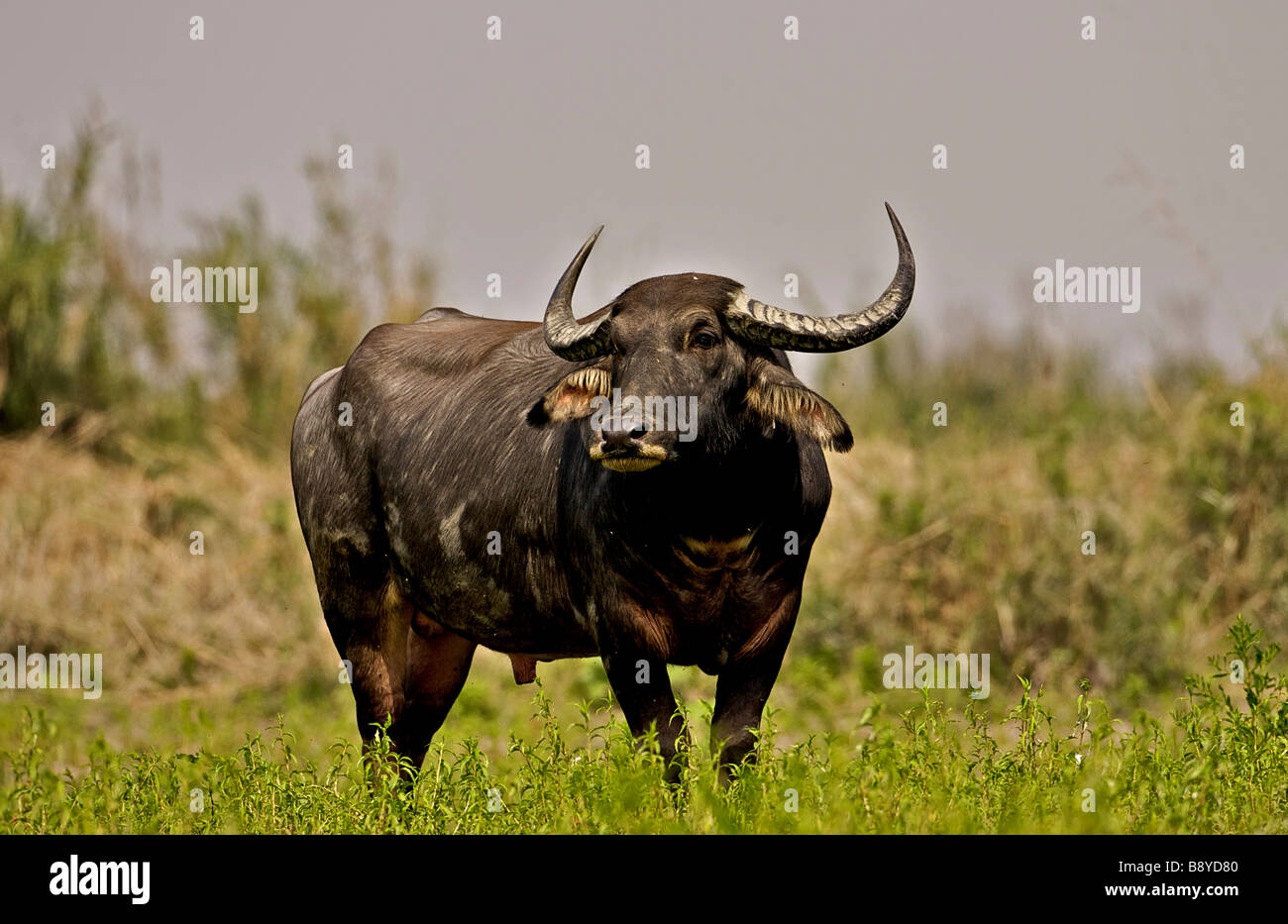 Wild Buffalo in Assam Stock Photo - Alamy