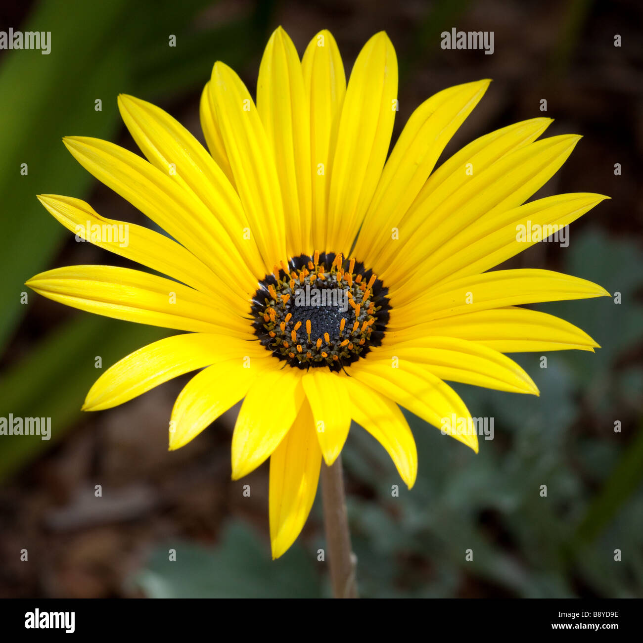 Yellow round flower hi-res stock photography and images - Alamy