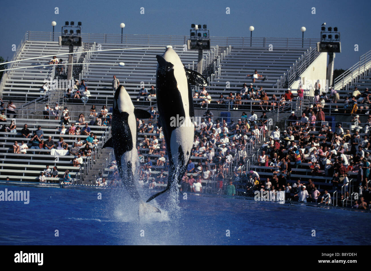 Killerwhales Orcinus orca sea aquarium usa adult animal animal in ...