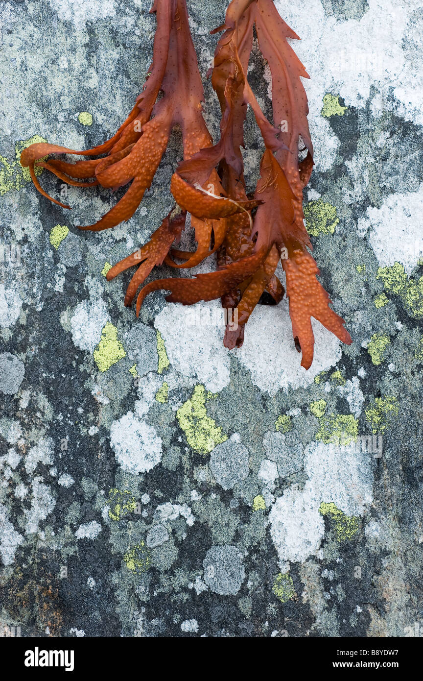 Alga hi-res stock photography and images - Alamy