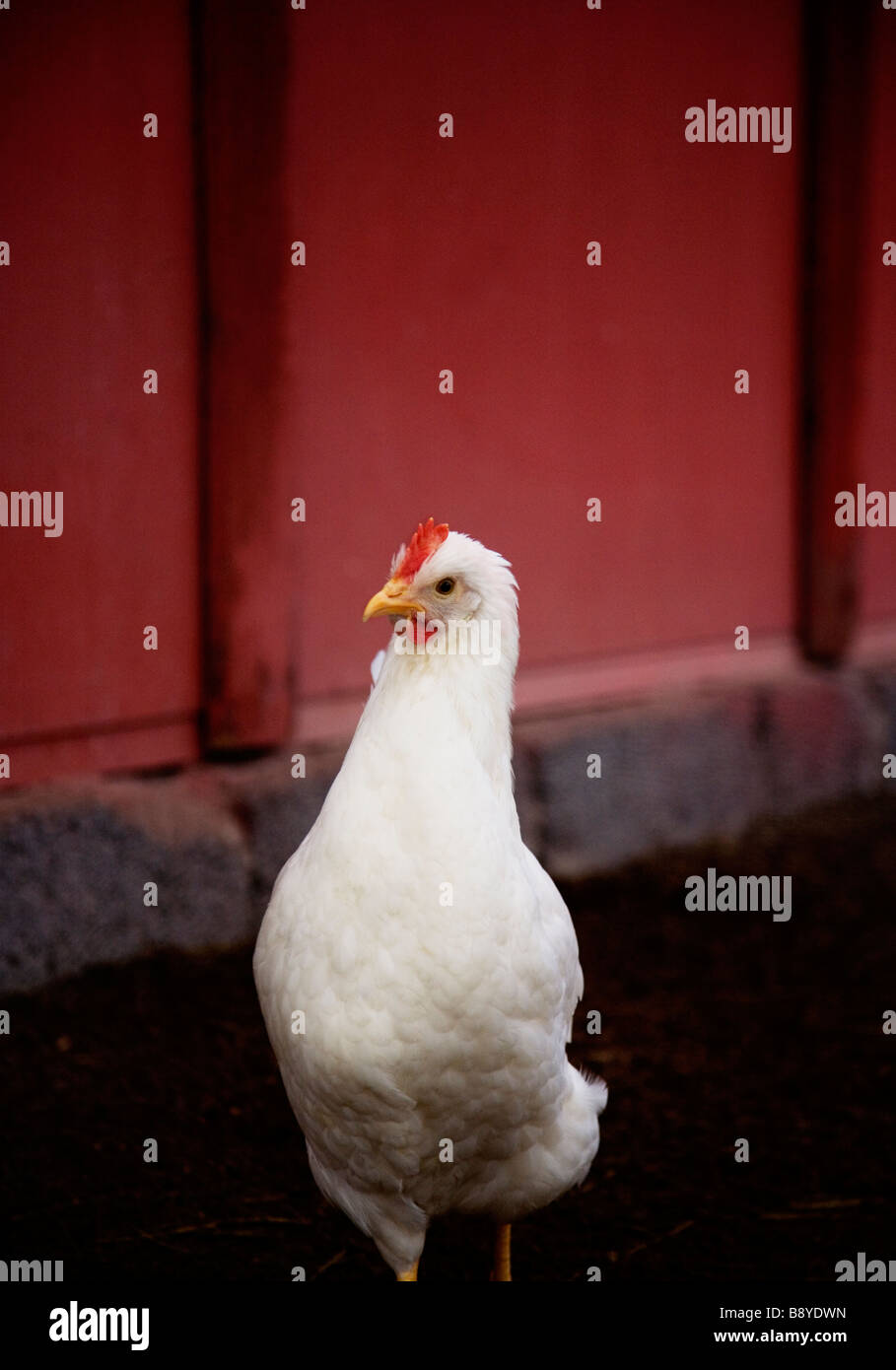 Poultry farms hi-res stock photography and images - Alamy