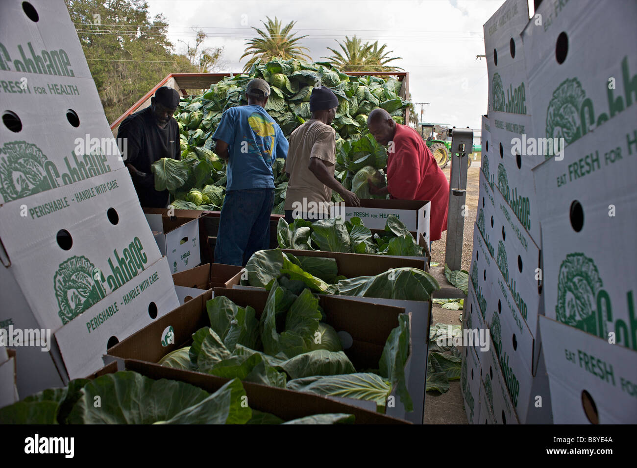 Packing vegetables hi-res stock photography and images - Alamy