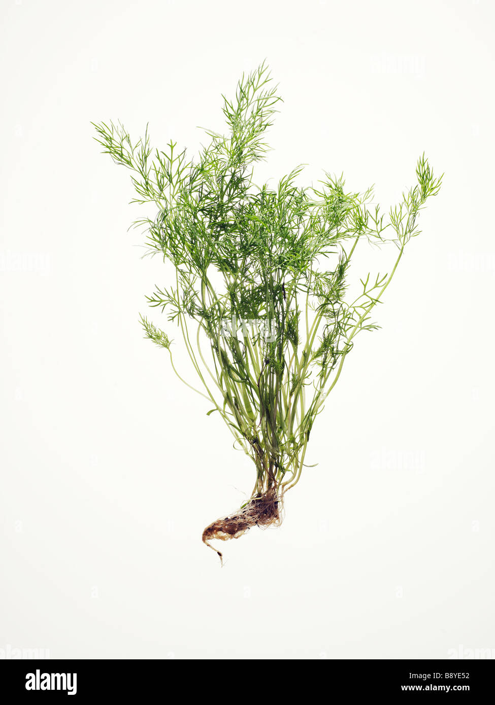 Dill root hi-res stock photography and images - Alamy
