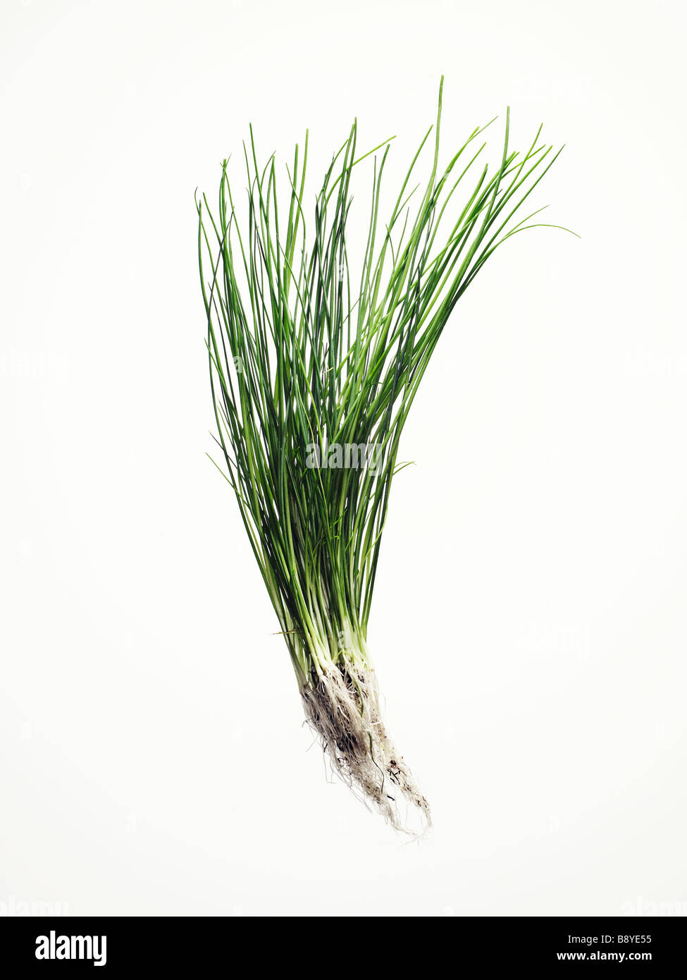 Chive roots hi-res stock photography and images - Alamy